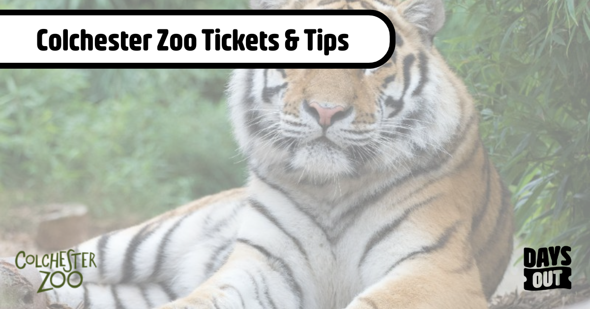 Colchester Zoo Tickets and Tips | Days Out